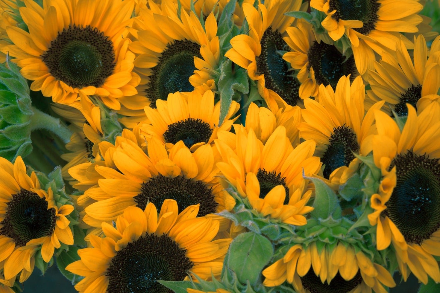 Do You Give Flowers To A Graduate Sankofa Edition do-you-give-flowers-to-a-graduate-sankofa-edition